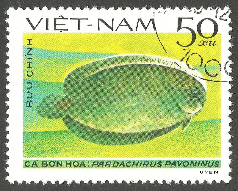 Platijas, Lenguado Del Pavo Real Fotografía editorial - Imagen de cubo ...