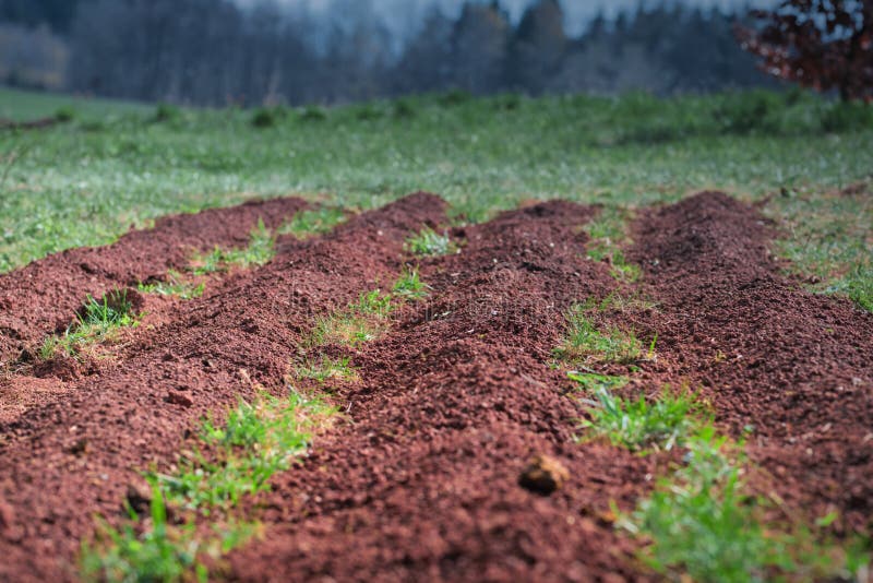 Plating in the red soil stock image. Image of brown - 223503867