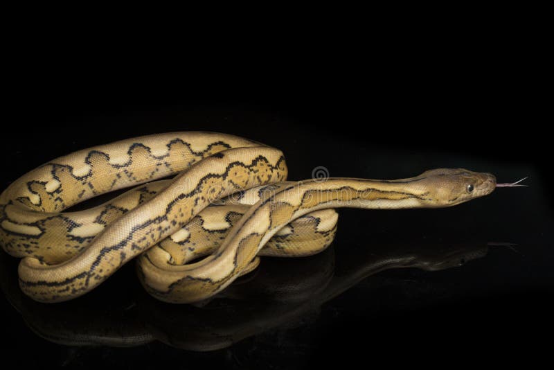 Snake on white background stock photo. Image of studio - 286505926