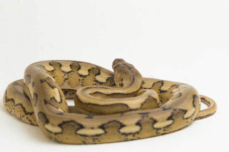 Snake on white backgound stock photo. Image of background - 238795878