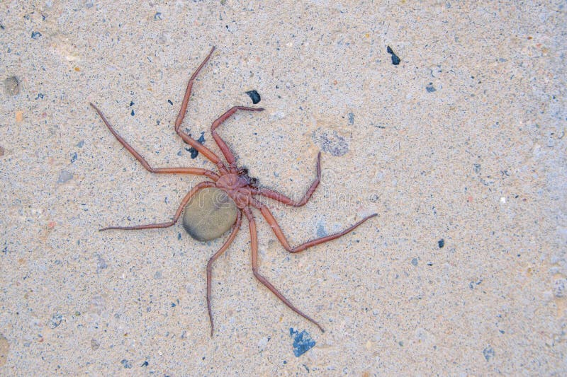 Plator Stock Photos - Free & Royalty-Free Stock Photos from Dreamstime