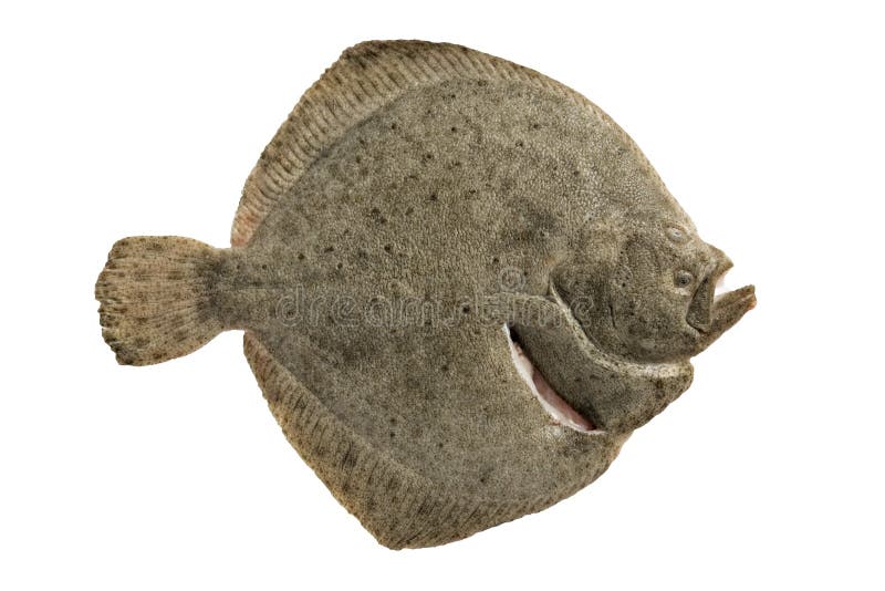Plattfische stockfoto. Bild von flach, meeresfrüchte - 14916310