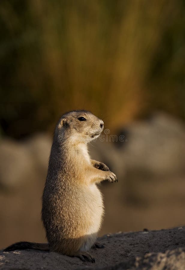 Alaska shrew arkivfoto. Bild av argbigga, gnagare, nätt - 13068494