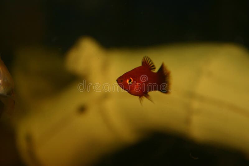 A Red Platy stock photo. Image of prey, hunt, platy, nature - 36251020