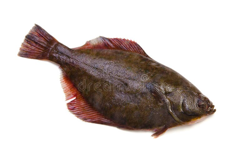 Platvissen stock foto. Image of zeevruchten, voedsel - 28353658