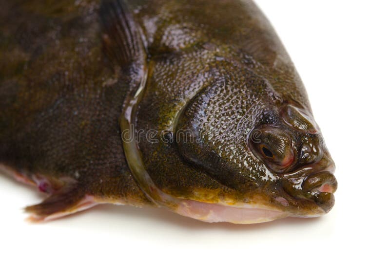 Platvissen stock afbeelding. Image of achtergrond, nave - 22524713
