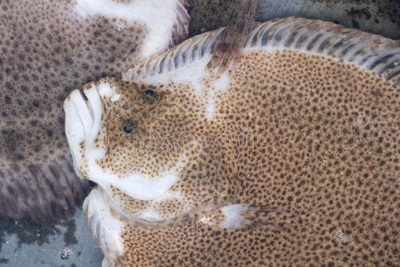 Platvissen stock afbeelding. Image of marine, dieren - 30656699
