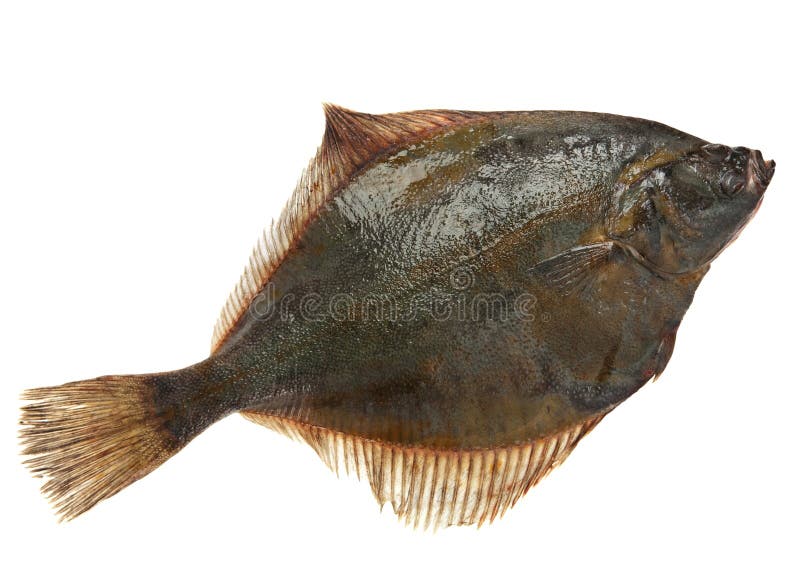 Platte vis stock afbeelding. Image of platvissen, niemand - 8968385