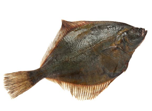 Platte vis stock afbeelding. Image of platvissen, niemand - 8968385