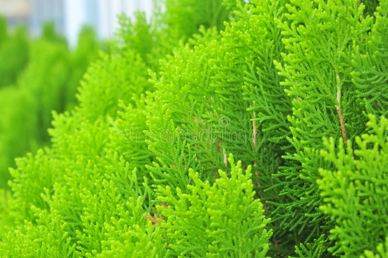 Platycladus Orientalis Plant Stock Photo - Image of naturally, closeup ...