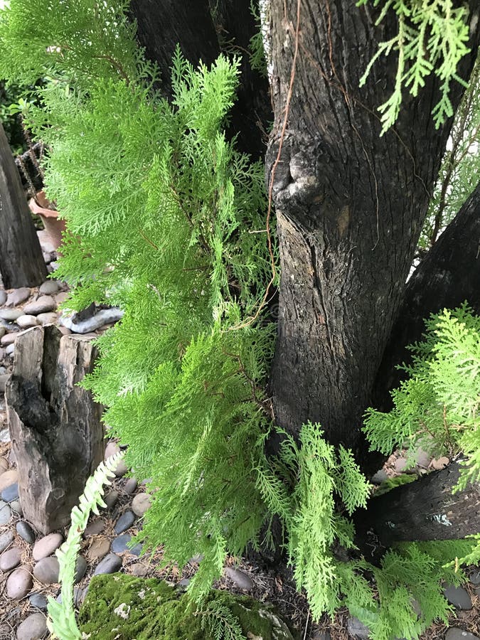 Platycladus Orientalis or Thuja Orientalis or Chinese Thuja or Chinese ...