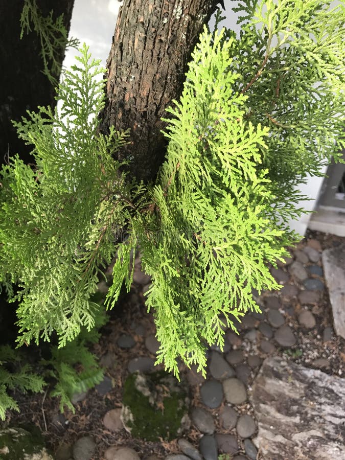 Chinese Arborvitae, Leaves of Pine Tree Select Focus with Shallow Depth ...
