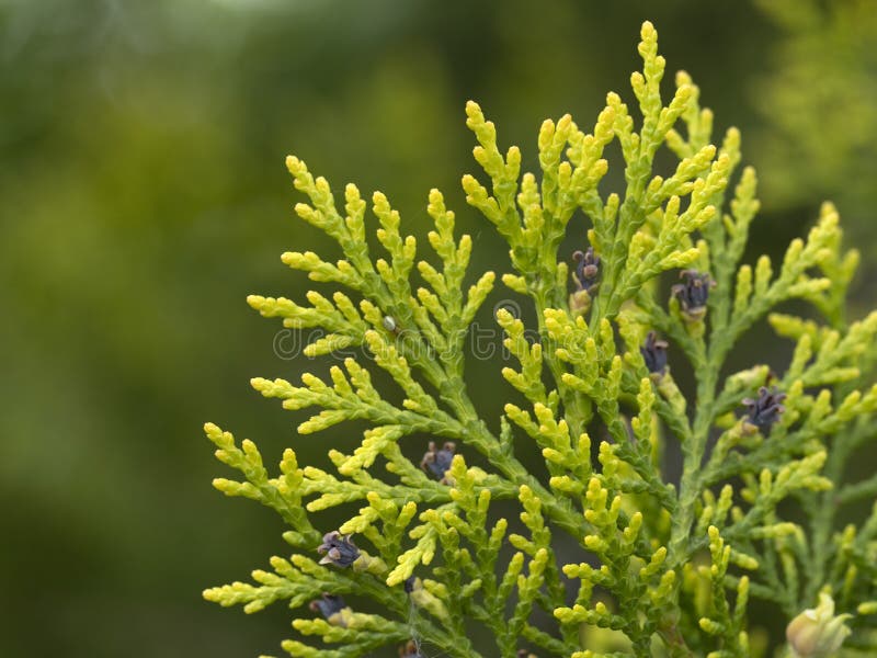 Platycladus Orientalis Also Known As Chinese Thuja, Oriental Arborvitae ...