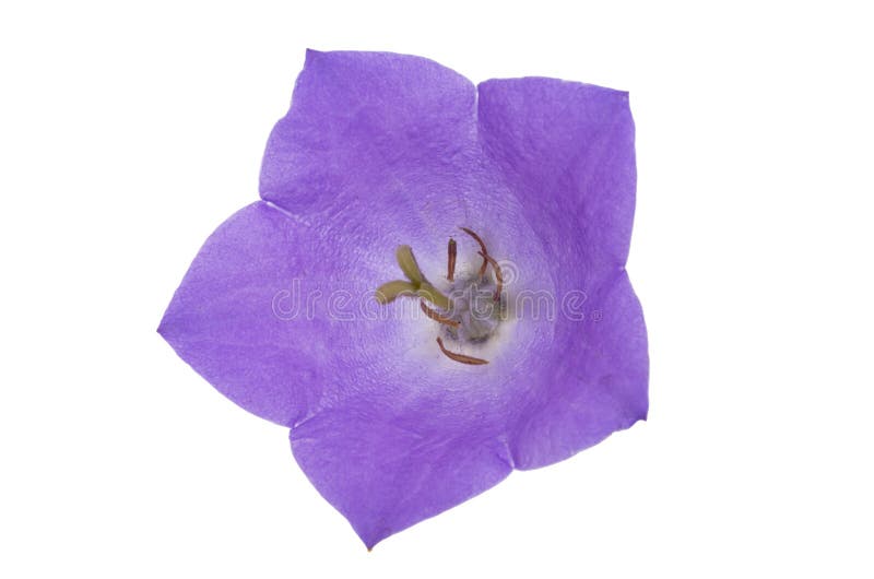 Platycodon flower isolated stock photo. Image of background - 252620478