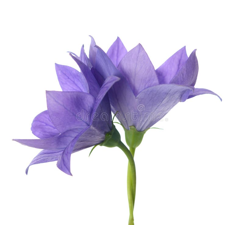 Platycodon flowers stock photo. Image of isolate, plant - 154131622