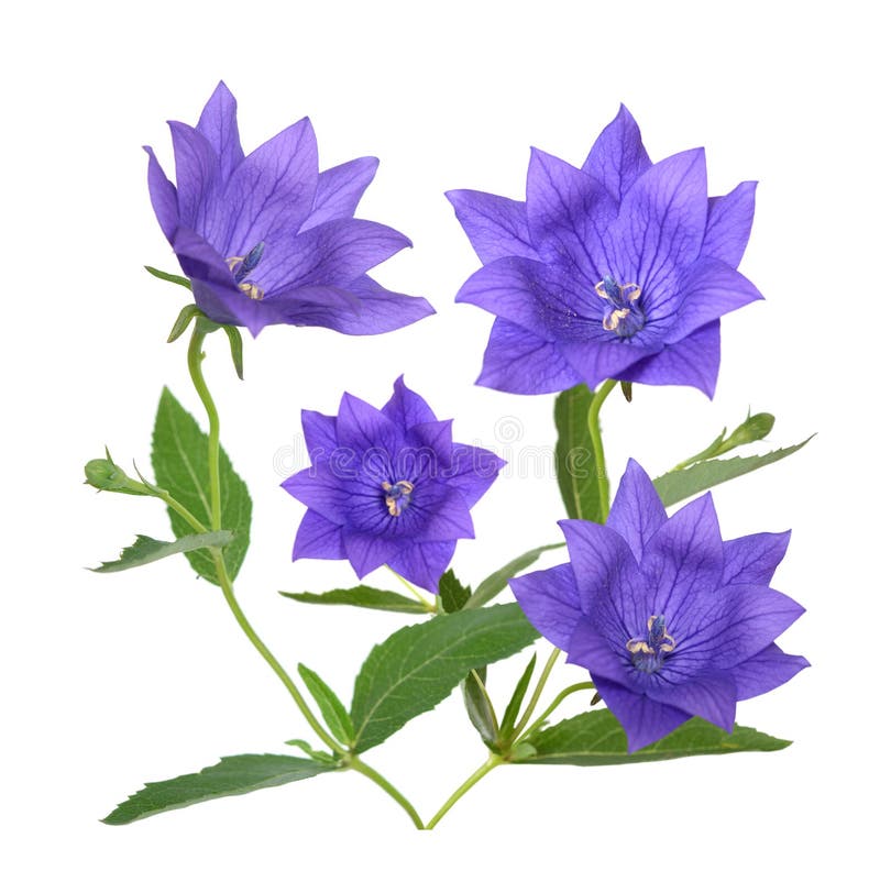 Platycodon grandiflorus fotografering för bildbyråer. Bild av violett ...