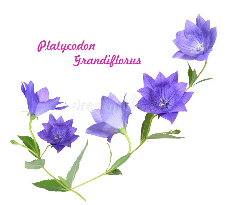 Platycodon grandiflorus 库存图片. 图片 包括有 关闭, 响铃, 膨胀, 紫色, 水平 - 50706849