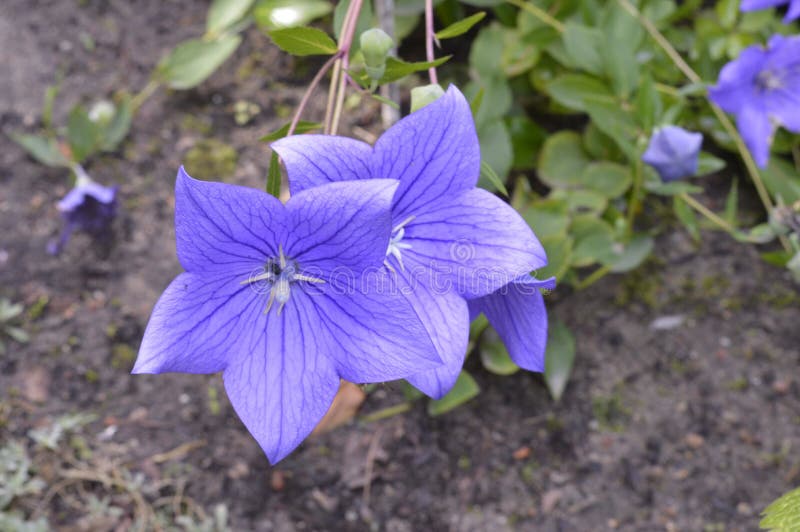 Platycodon grandiflorus stock image. Image of balloon - 98014807