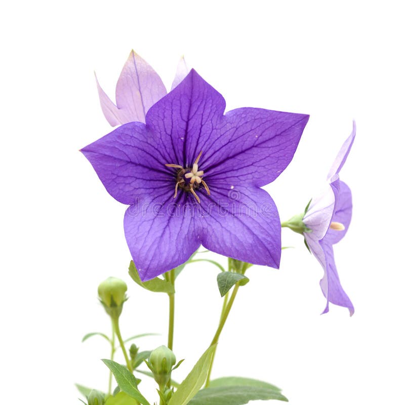 Platycodon Grandiflorus or Balloon Flower,Chinese Bellflower or ...