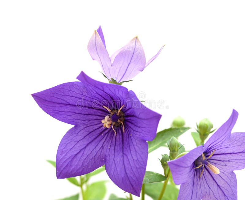 Platycodon Grandiflorus or Balloon Flower,Chinese Bellflower or ...