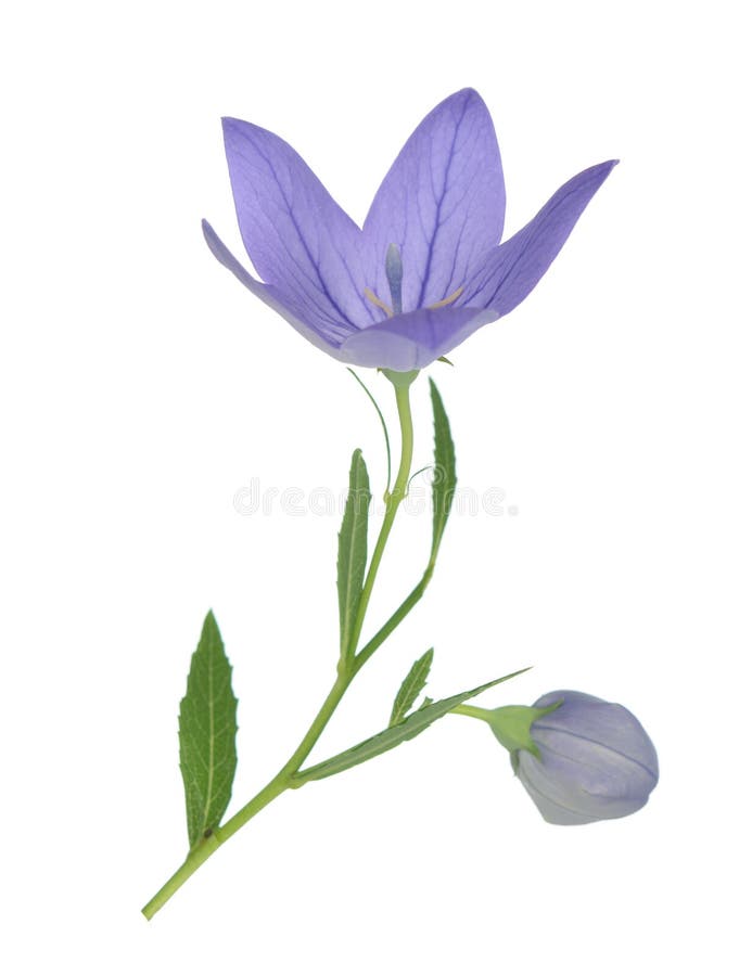 Platycodon Grandiflorus Flower Stock Photo - Image of bloom, bellflower ...