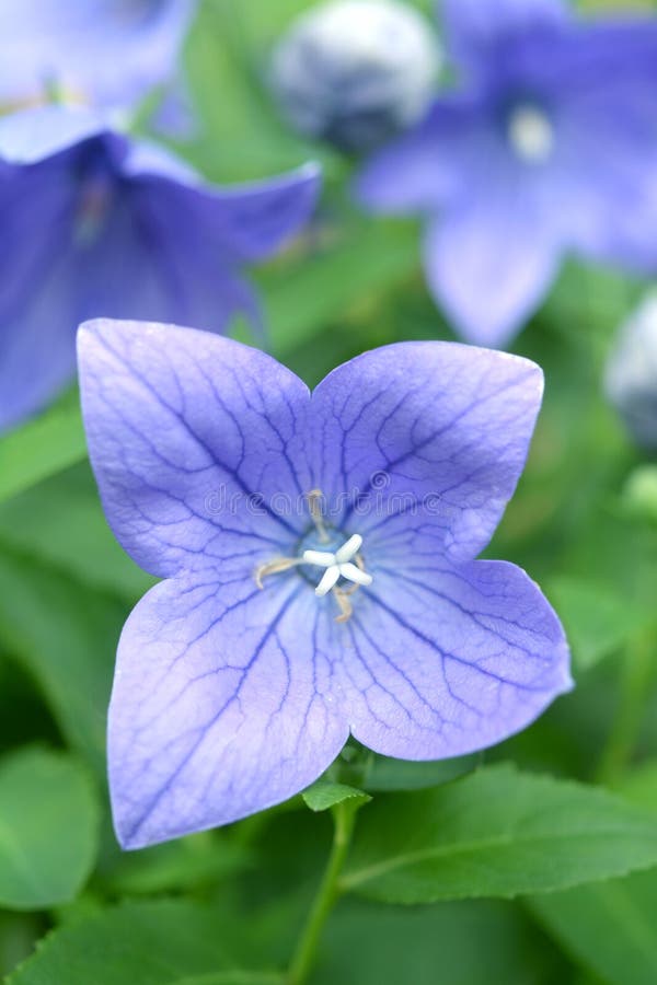 Platycodon Grandiflorus Flowers Stock Photo - Image of flower, beauty ...