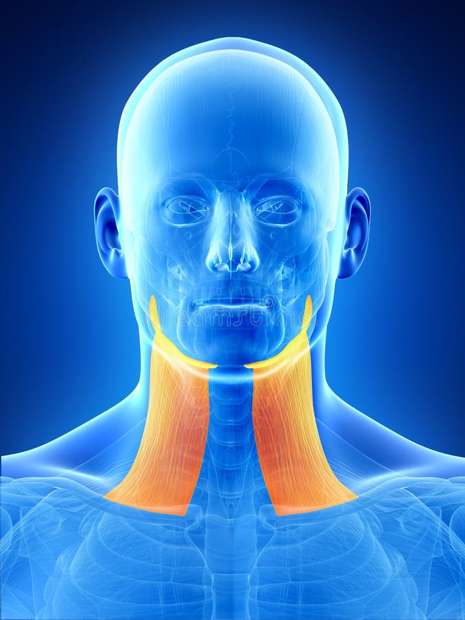 The platysma stock illustration. Illustration of structure - 39791598