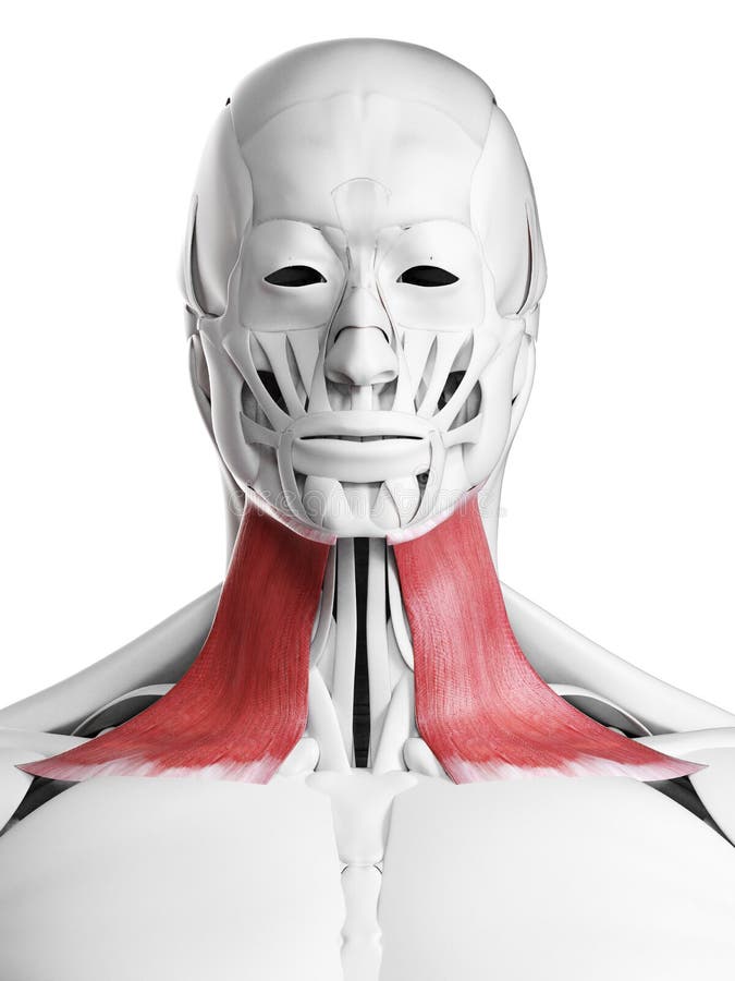 The platysma stock illustration. Illustration of musculature - 145660613