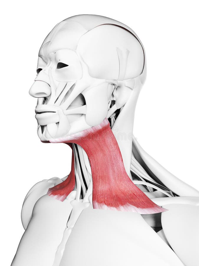 Human Platysma Muscles on Skeleton Stock Illustration - Illustration of ...