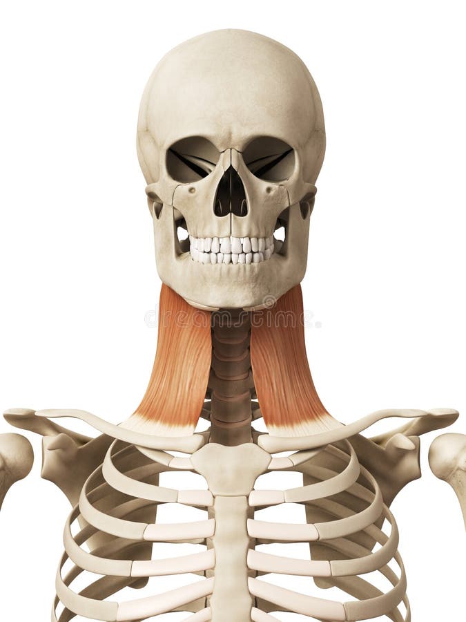 The platysma stock illustration. Illustration of body - 45575765