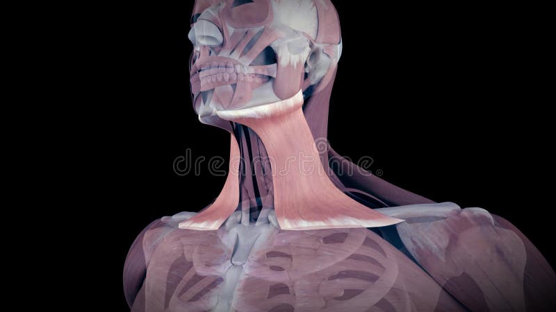 Platysma on a White Background - 3D Model Stock Footage - Video of ...