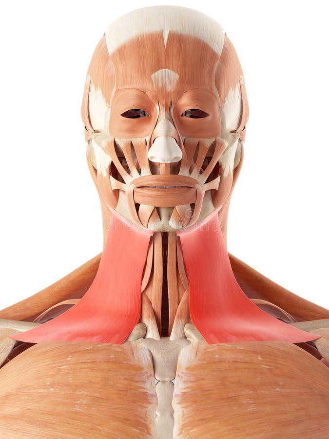 Human Platysma Muscles on Skeleton Stock Illustration - Illustration of ...