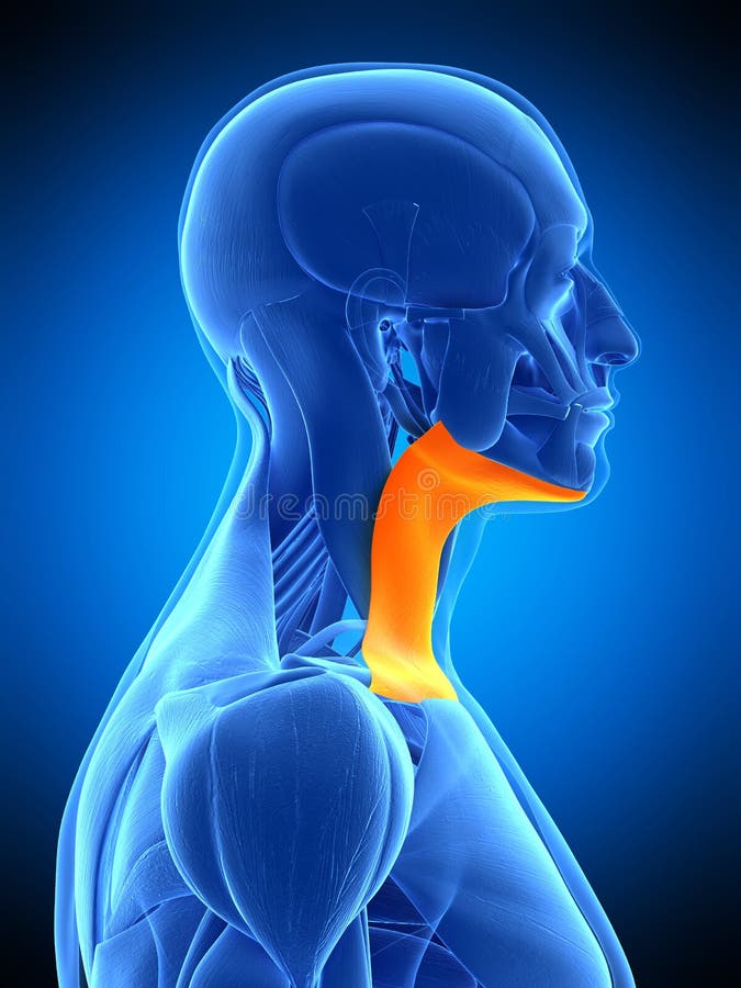The platysma muscle stock illustration. Illustration of science - 34165662