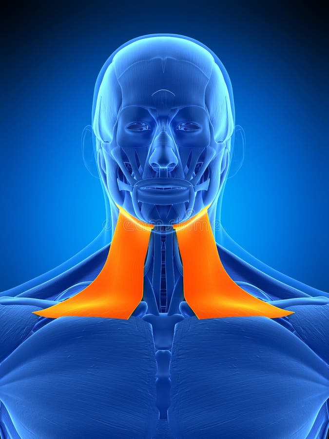 The platysma muscle stock illustration. Illustration of anatomy - 34165655