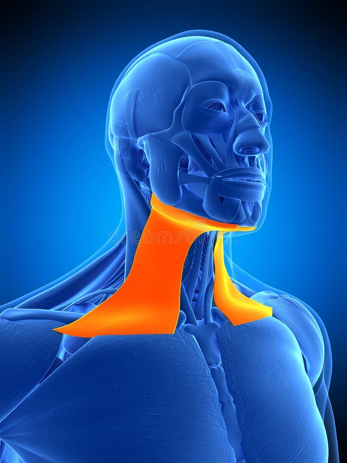 The platysma muscle stock illustration. Illustration of medical - 34165657