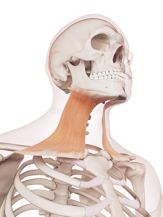 The platysma stock illustration. Illustration of accurate - 57548827