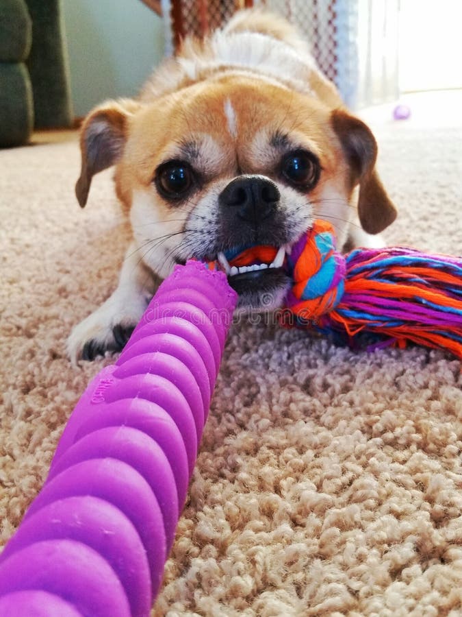 Small dog with toy stock image. Image of colorful, playful - 74457487