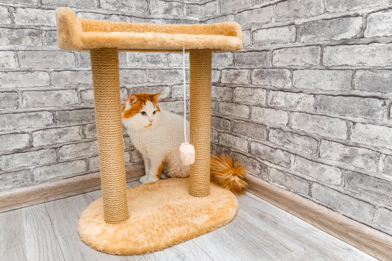 Play Complex with a Bed and Scratching Post for Cats. Stock Image ...