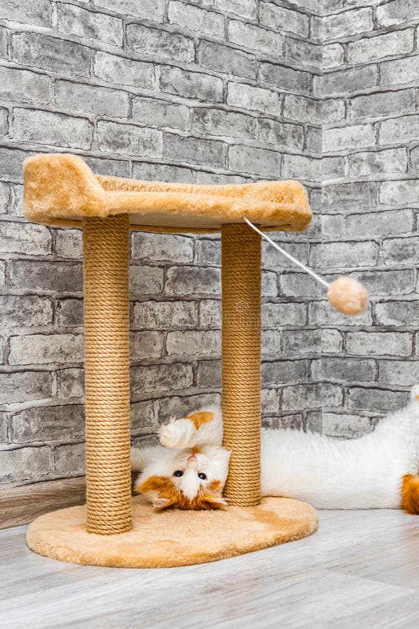 Play Complex with a Bed and Scratching Post for Cats. Stock Photo ...