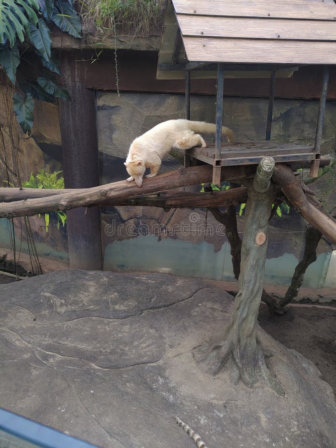 Play with this Cute Animal in the Zoo, he is Very Happy Stock Photo ...