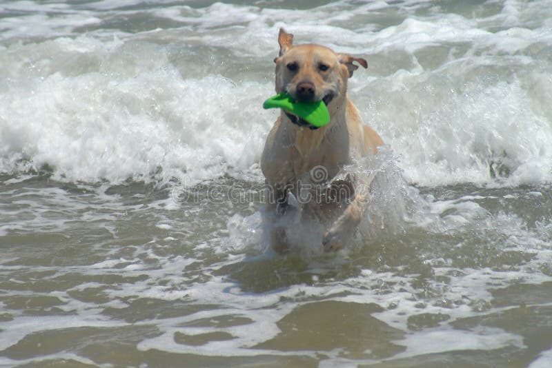 Play fetch stock photo. Image of fast, canine, game, mammal - 818554