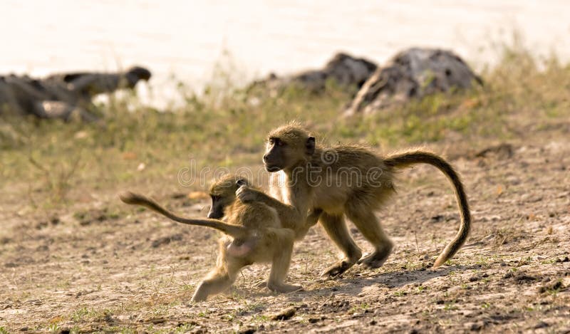 379 Fighting Monkeys Stock Photos - Free & Royalty-Free Stock Photos ...