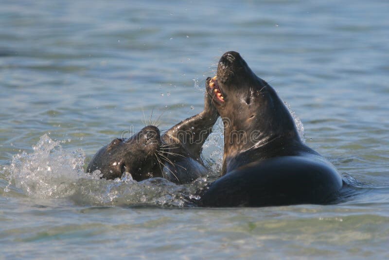 Play-fighting seals stock photo. Image of playing, play - 12595054