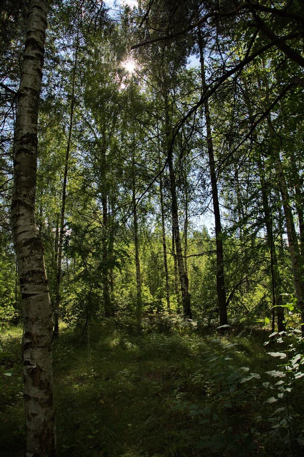 Play of Light and Shadow in a Mixed Forest. Stock Photo - Image of ...