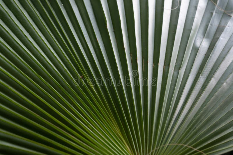 The Play of Light and Shadows, the Texture of Straight Lines Near the ...