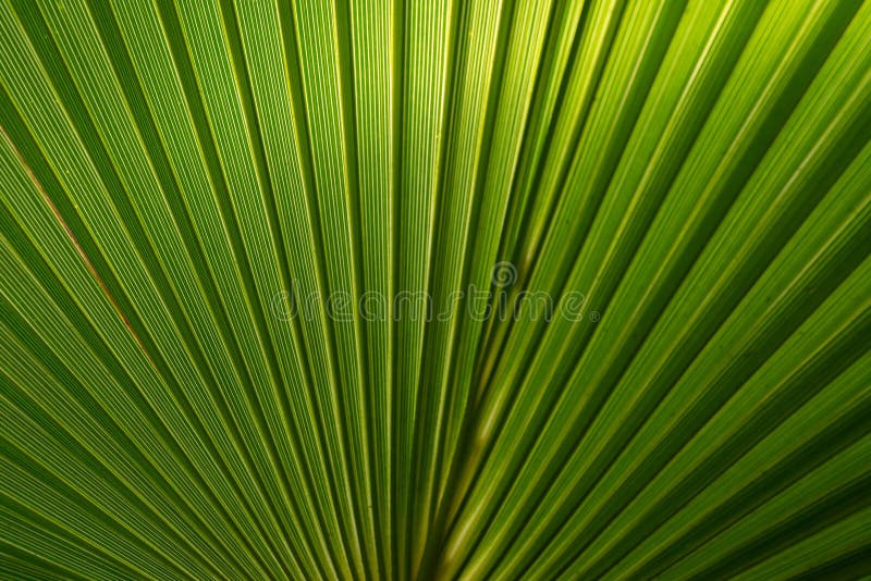 The Play of Light and Shadows, the Texture of Straight Lines Near the ...