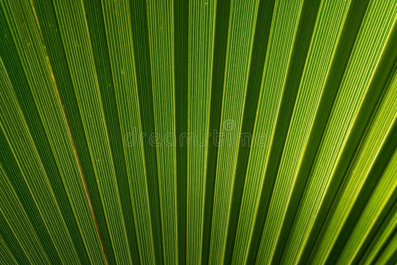 The Play of Light and Shadows, the Texture of Straight Lines Near the ...