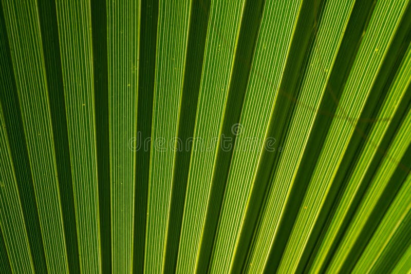 The Play of Light and Shadows, the Texture of Straight Lines Near the ...