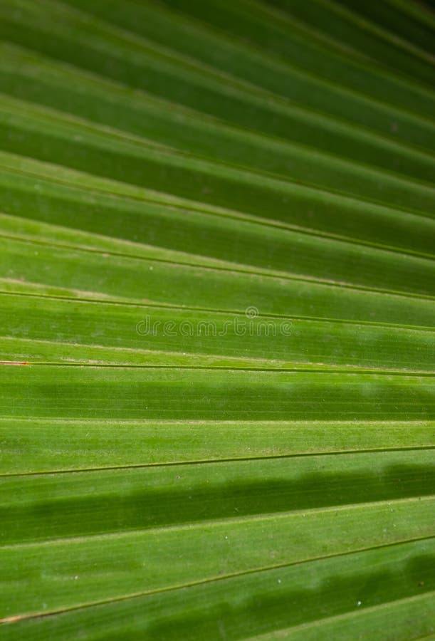 The Play of Light and Shadows, the Texture of Straight Lines Near the ...