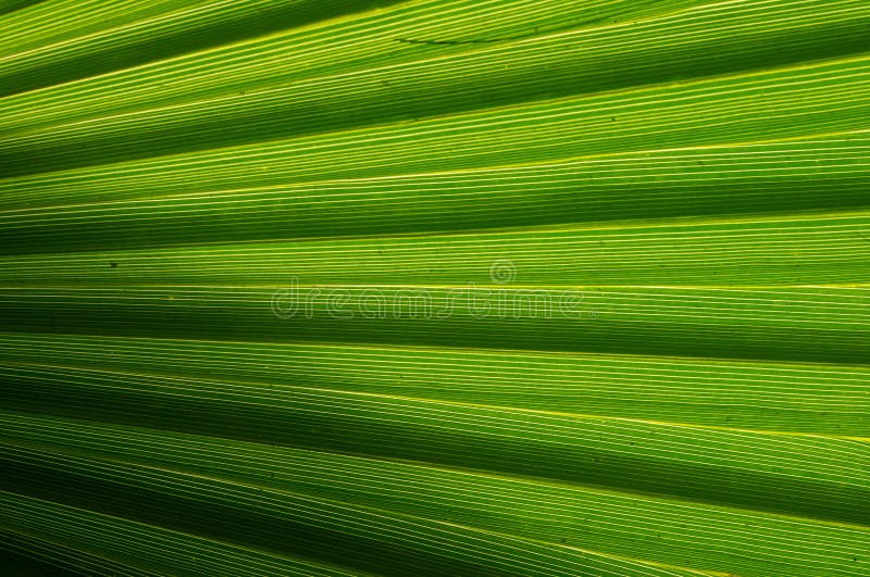 The Play of Light and Shadows, the Texture of Straight Lines Near the ...